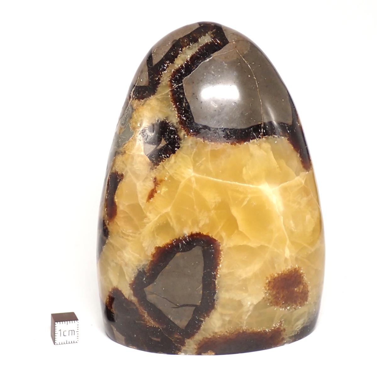 Septaria | Forme Libre 04972 | Pierre Naturelle | Midobras