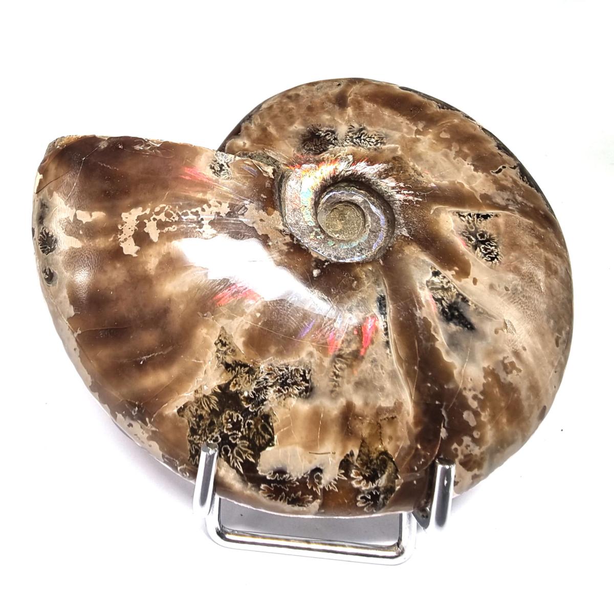 Ammonite Nacrée 20342
