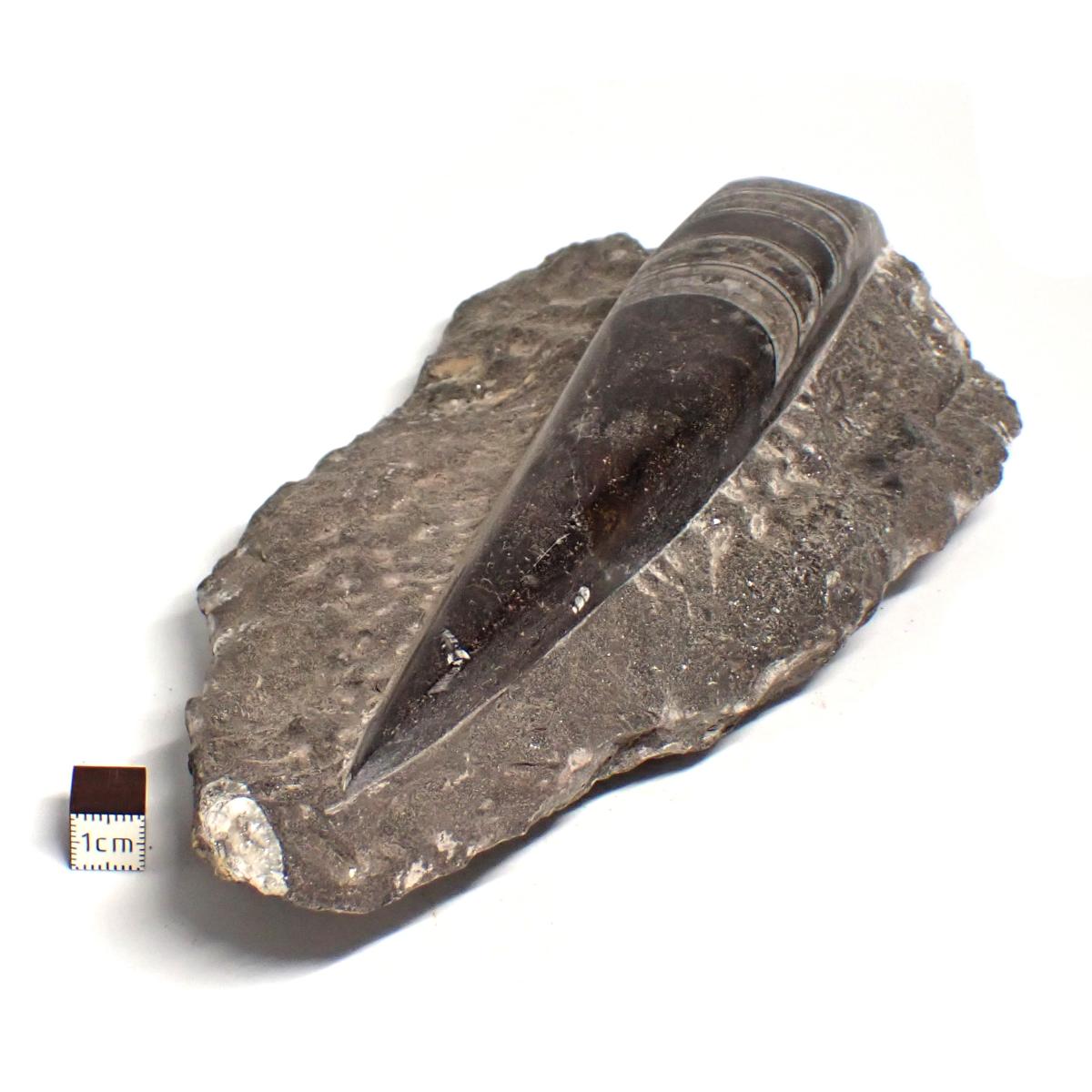 Orthoceras | Fossile 05219 | Pierre Naturelle | Midobras